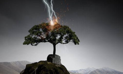 My Tree Was Struck By Lightning (What Should I Do?) - Truly Arbor Care